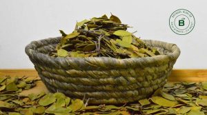 Hoja De Pingüica - Brendas Hidalgo